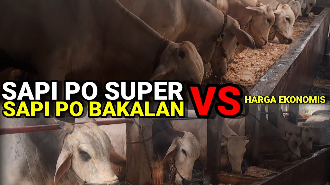 SAPI PO SUPER JUMBO DAN SAPI PO BAKALAN SUPER KELAS EKONOMIS #cow # ...