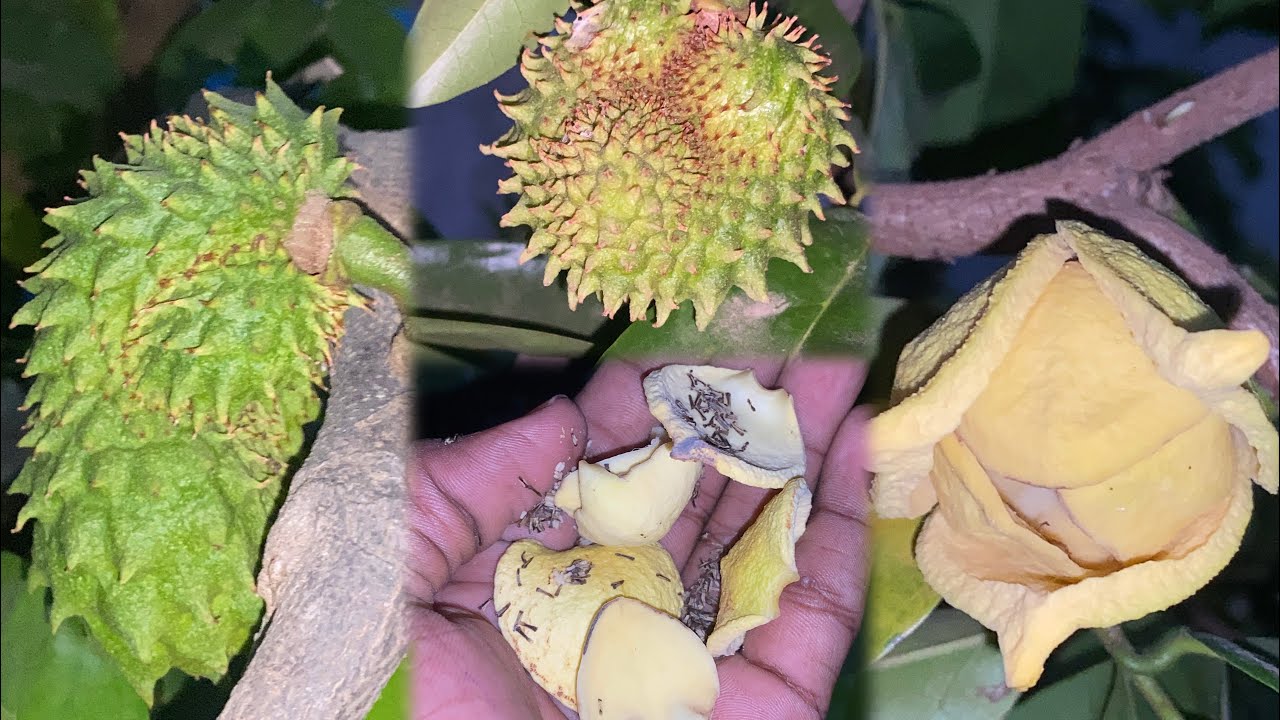 🤩 || முள் சீத்தா || Mull seetha || TAMIL AA_SHEKVLOGz - YouTube