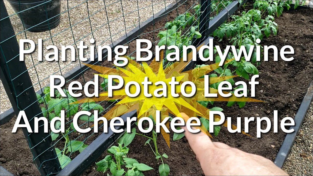Planting Brandywine Potato Leaf And Cherokee Purple Tomatoes In My ...