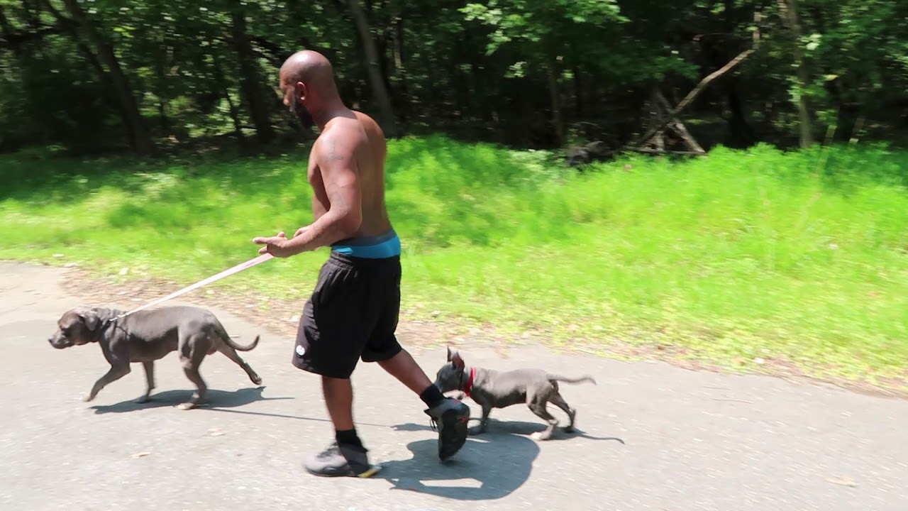 walking yayo and zues american bully walk aka the blue walk - YouTube