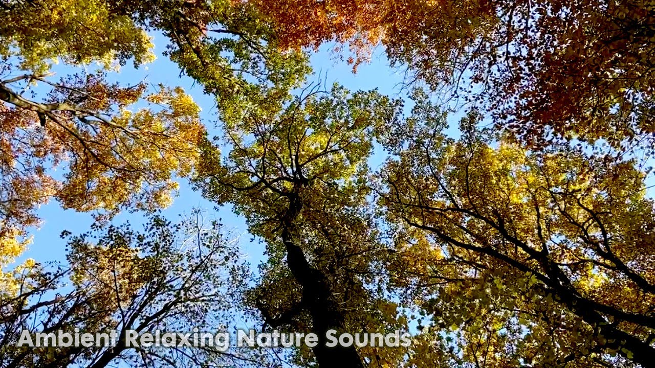 GENTLE WIND IN TREES 1 HOUR | Relaxing nature sounds | White Noise ...