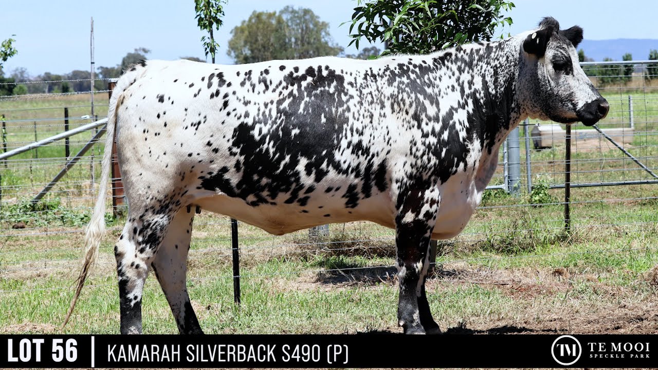 LOT 56 - KAMARAH SILVERBACK S490 P - YouTube