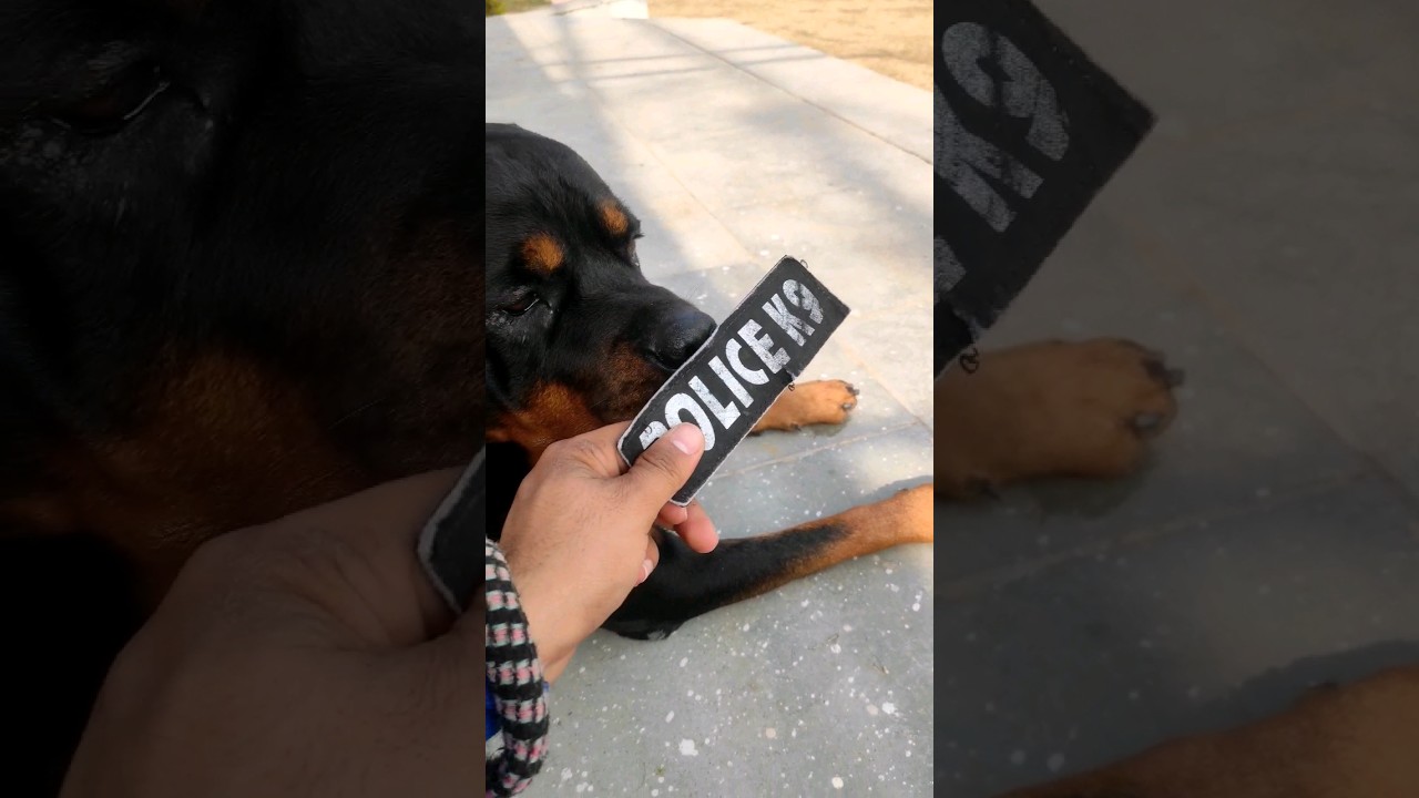 Maxx Ko nikala Police K9 se 😖😖😫 #viral #dog #youtubeshorts #rottweiler ...