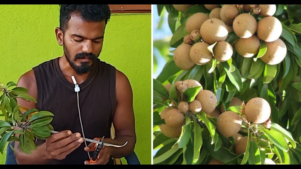 Sapota ottu poduvathu eppadi how to grow sapota tree grafting | m7 ...