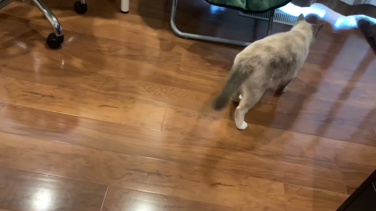 Gracie 🆚 laser pointer - YouTube