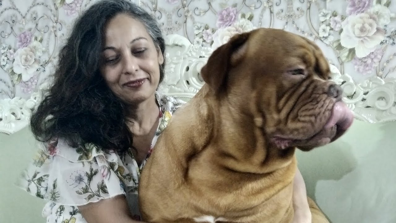 How to take care of a puppy? Feeding | Toilet Training | Grooming ...