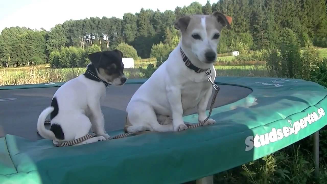 Jack cccp dog - YouTube