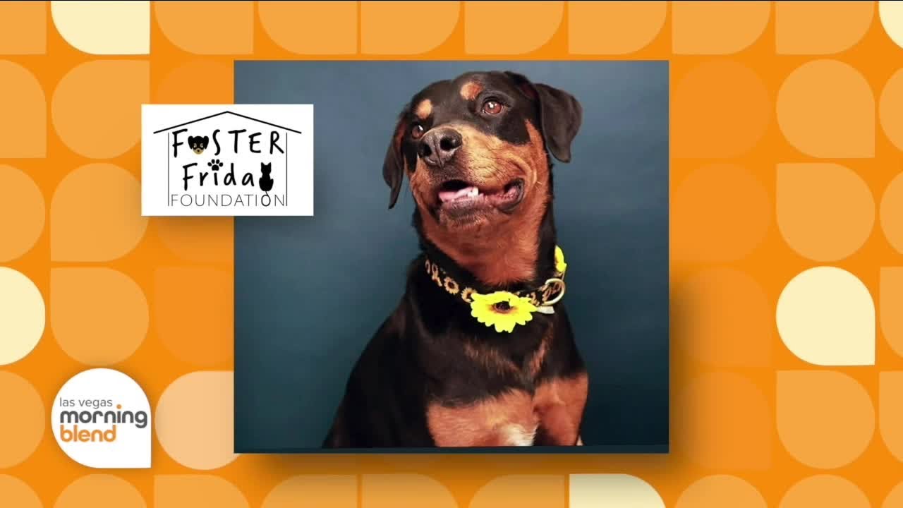 Foster Friday Foundation Hosts Annual Fundraiser to Benefit Animals in ...