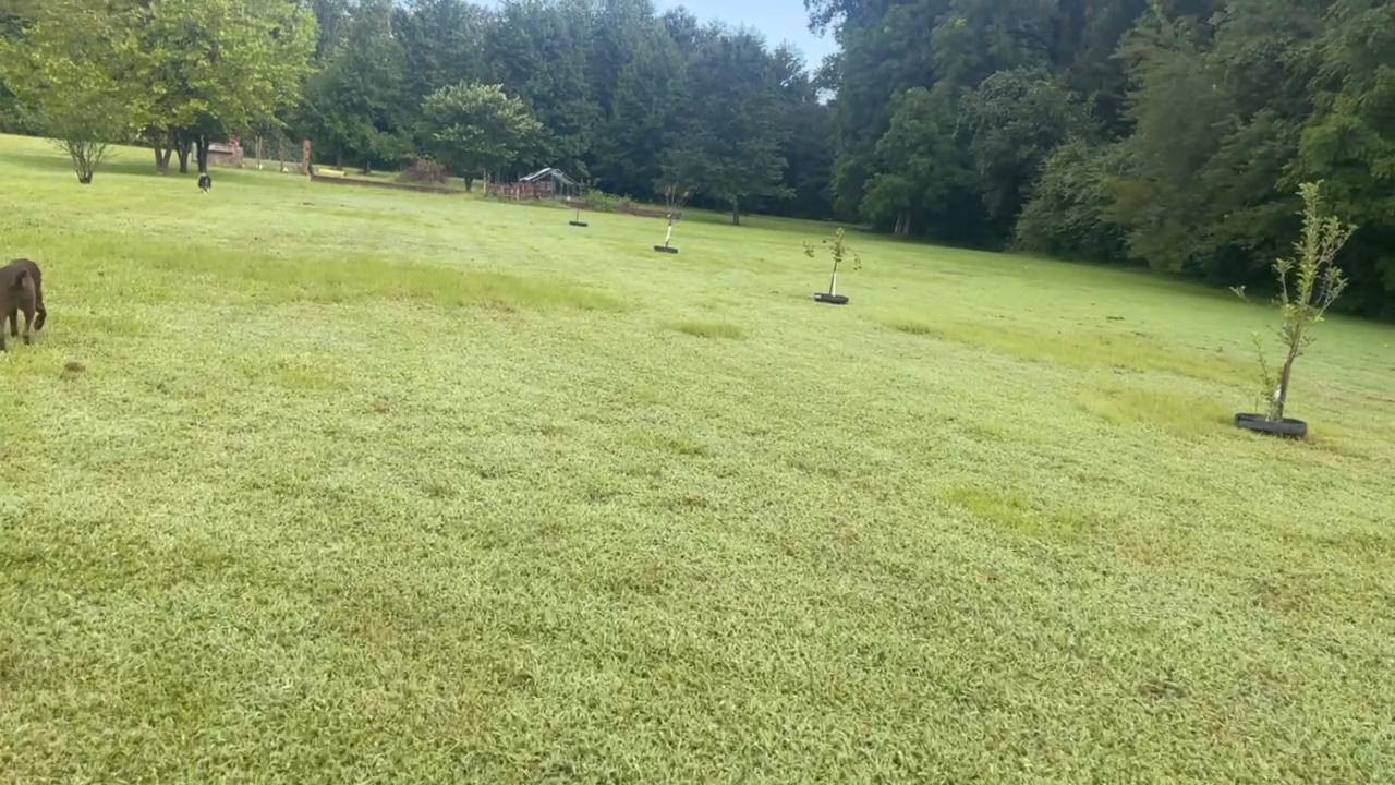 False Fall, Chickens and a Remodel - YouTube