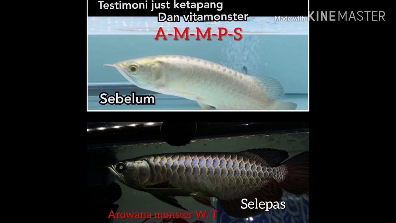 Arowana monster W T - YouTube