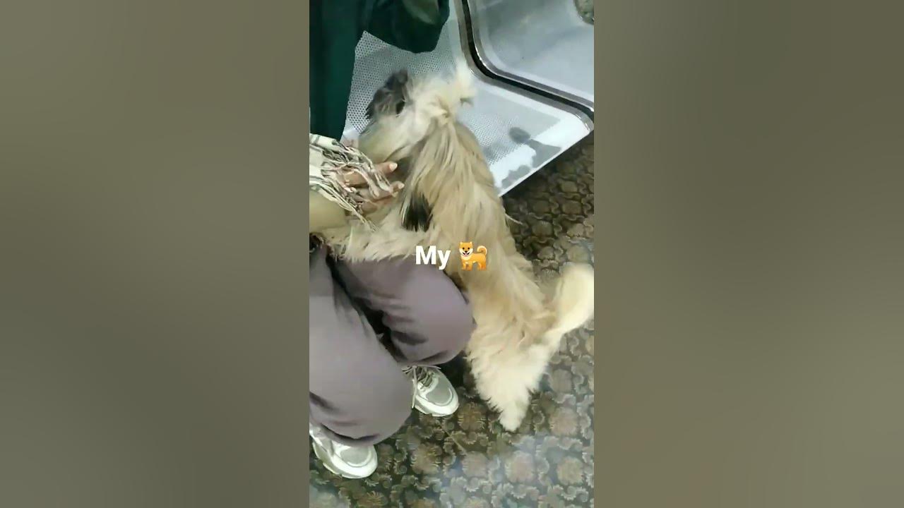 sisu dog 🥰 - YouTube