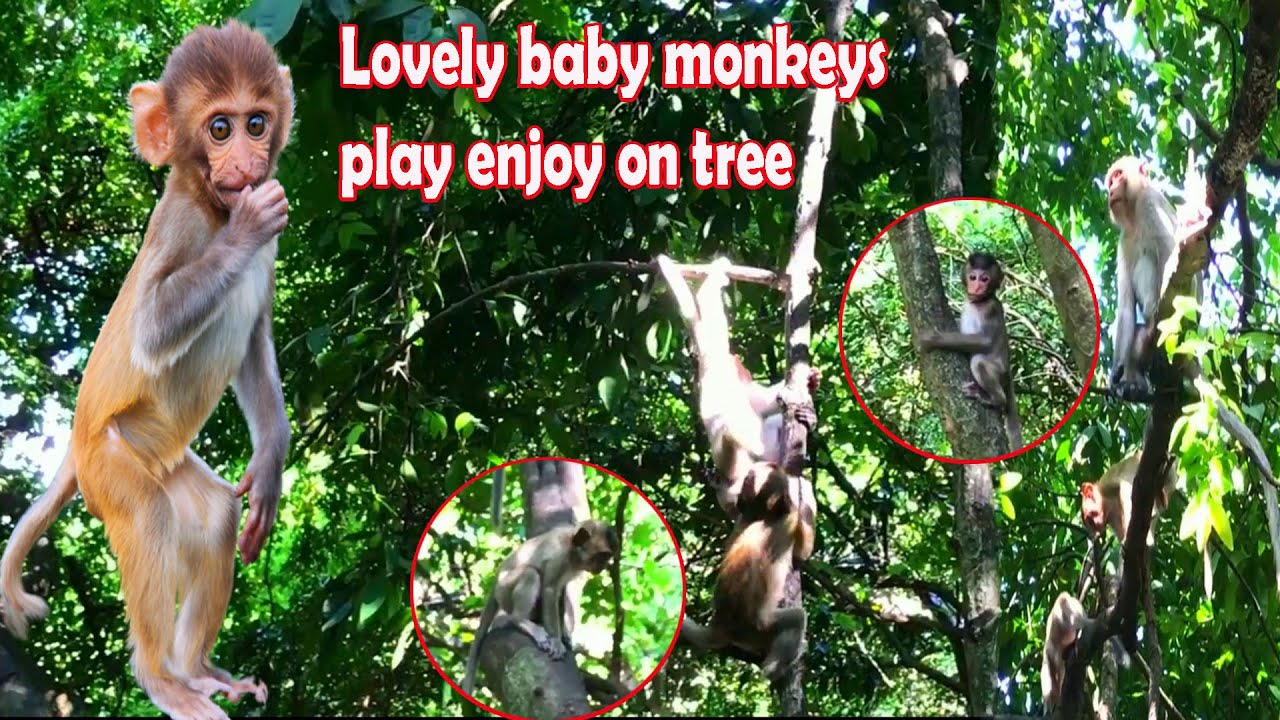 Activity lovely baby monkeys play happy on tree | Life Monkey | Kun ...