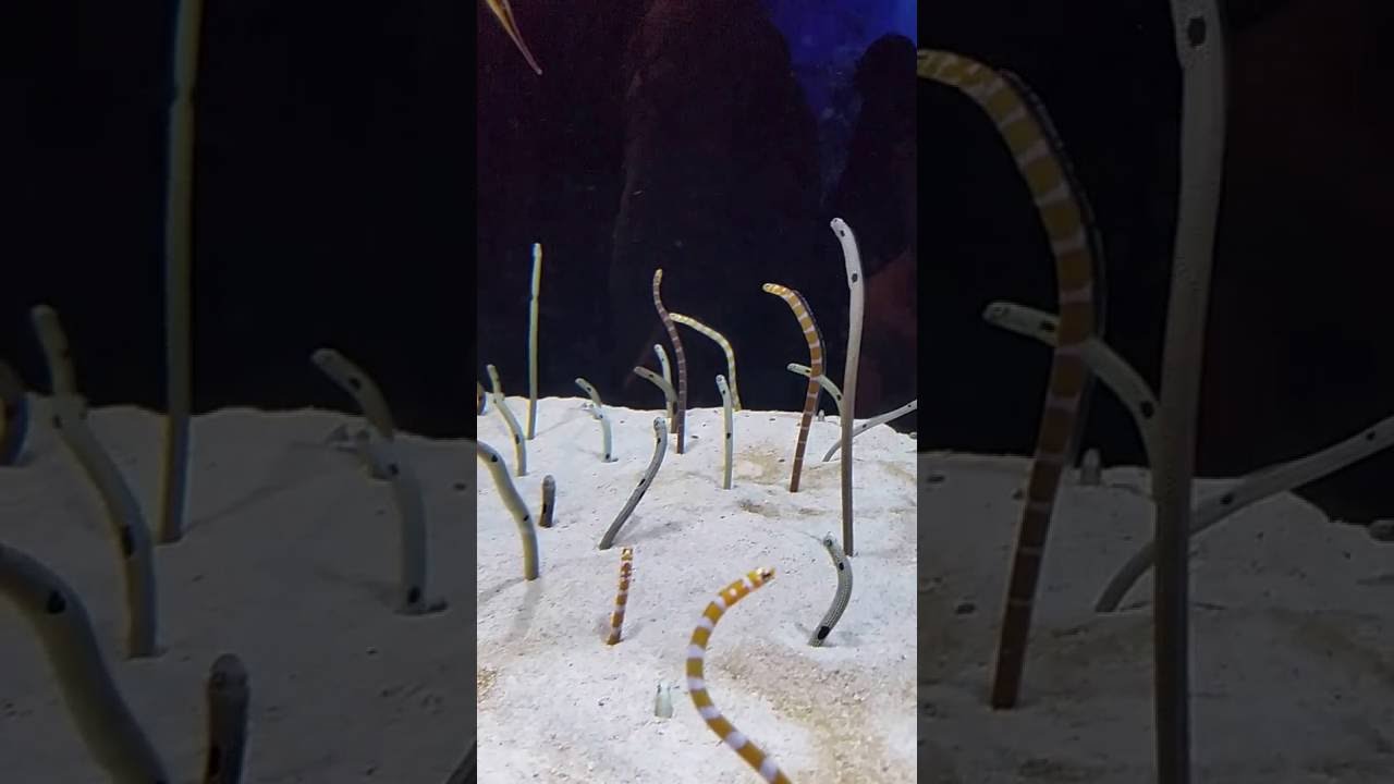 garden eel dance - YouTube