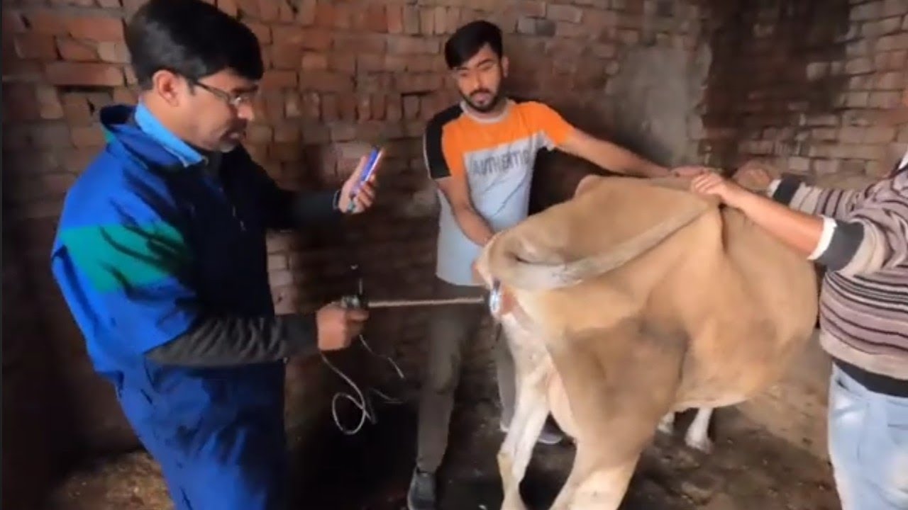 पशुपालन जानकारी Pashupalan Jankari - YouTube