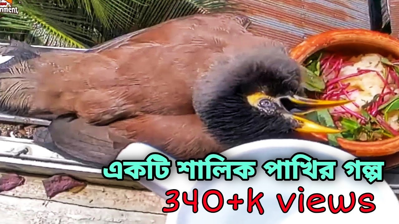 হঠাৎই অতিথি হয়ে আসা একটি শালিক পাখির গল্প। কথা বলা শালিক পাখি। shalik ...