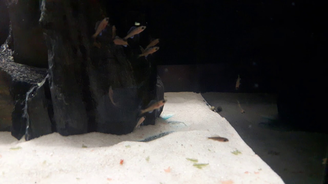 Paracyprichromis nigripinnis blue neon fry Cichlids from lake ...