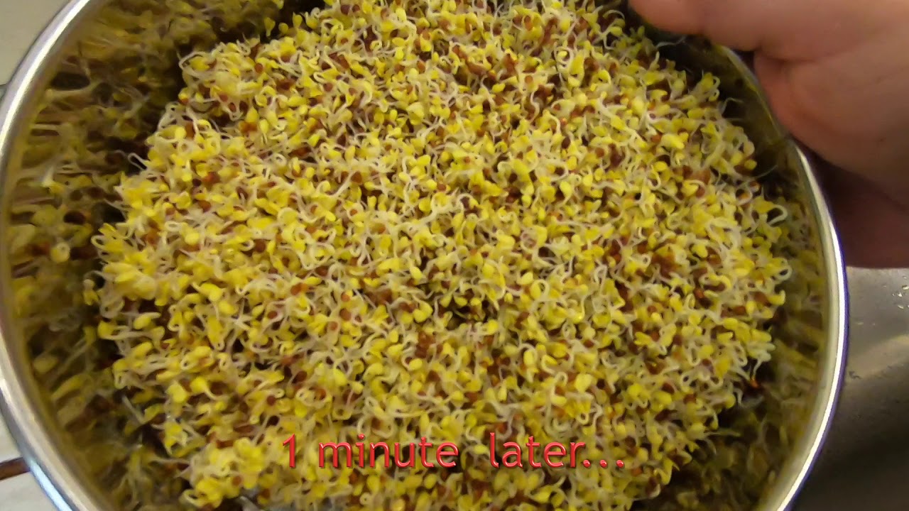 Sprouting Broccoli in our Stainless Steel Sprouter - in Summer - YouTube
