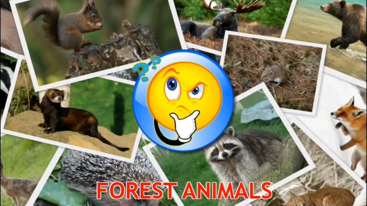Forest Animal Sounds. Guess which animal sound. Play by ear. - YouTube
