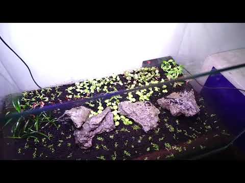 Aquascape Dutch Style Project