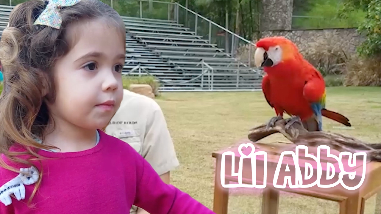 LiL Abby At the Zoo - LiLAbby - YouTube
