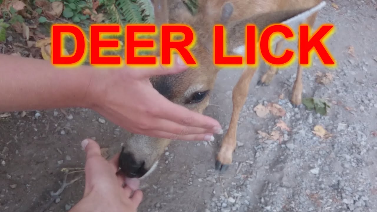 Downtown deer, petting and licking hands! - YouTube