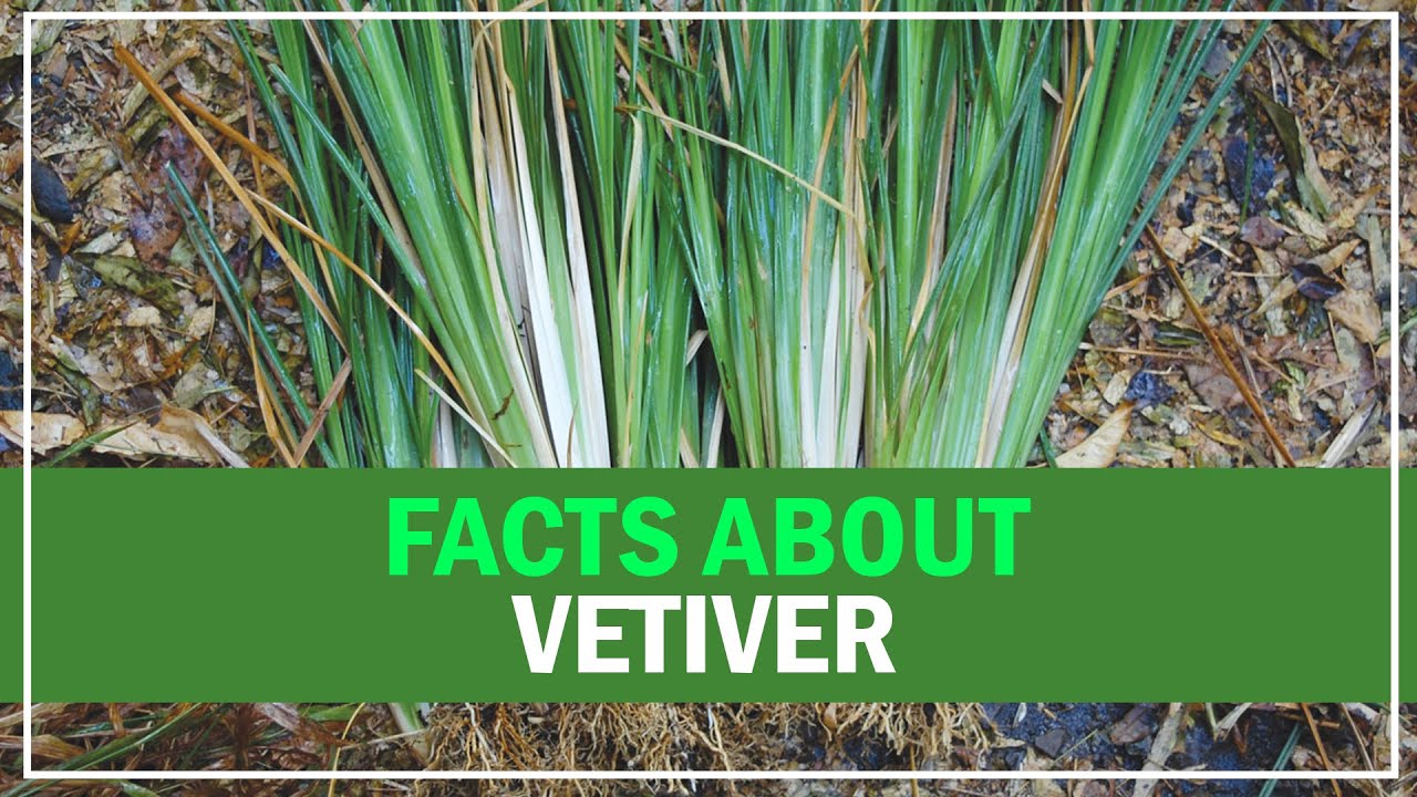 Vetiver | Benefits and Medicinal values of vetiver | vetiver Home ...