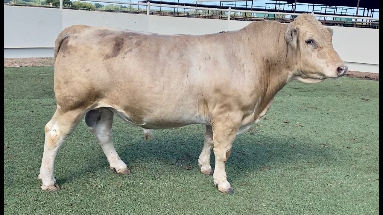 Lot #4503 Charolais-Simmental Cross Bull - YouTube