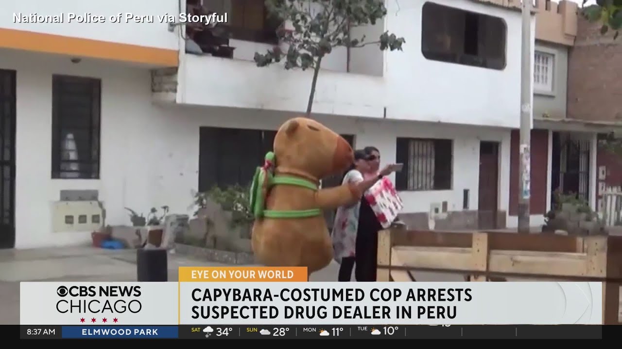 Peruvian officer drug-dealer dressed as capybara - YouTube