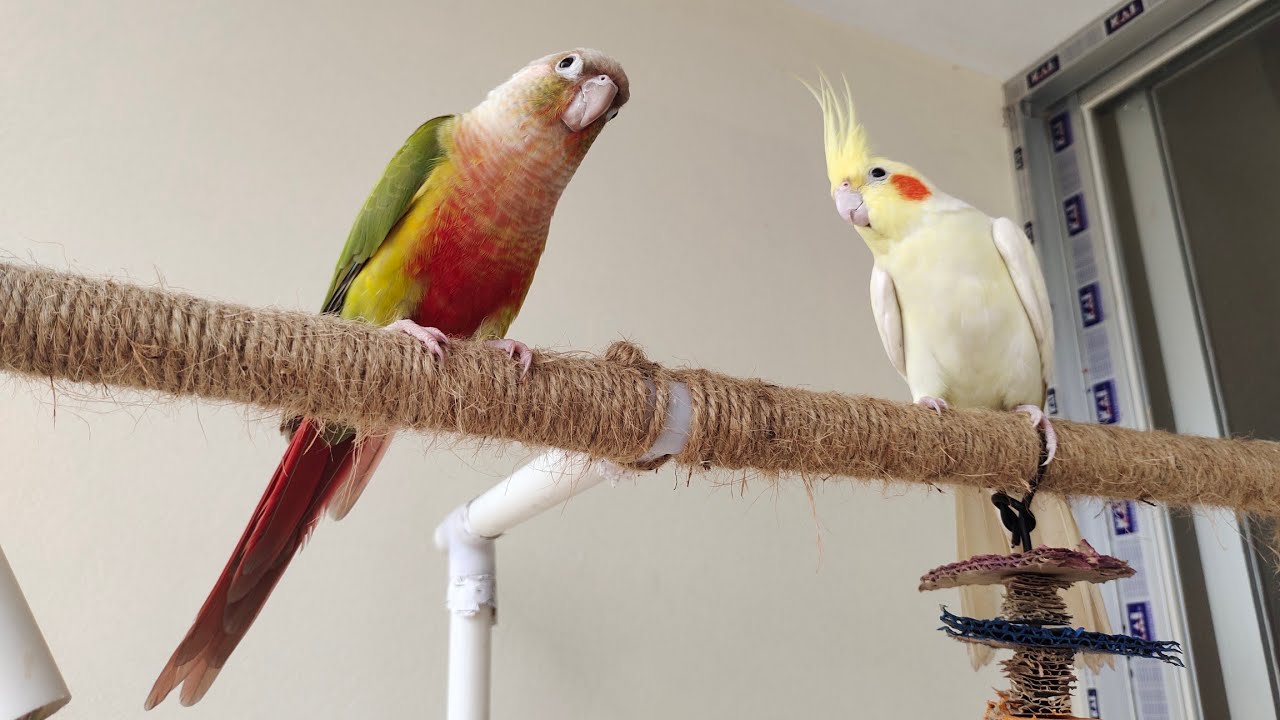 Happy Cockatiel Sounds /Cockatiel Noise/Cute Cockatiel & Pineapple ...