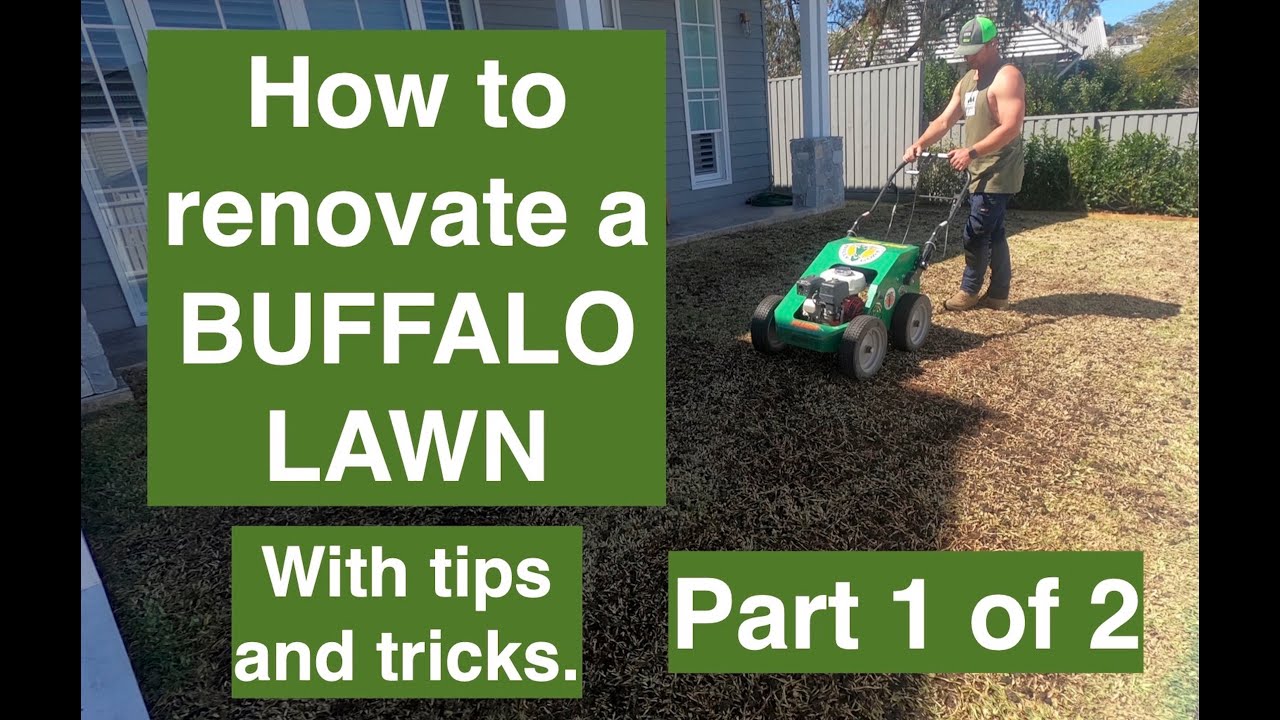 HOW TO RENOVATE YOUR BUFFALO LAWN. With tips and tricks. Part 1 of 2 ...