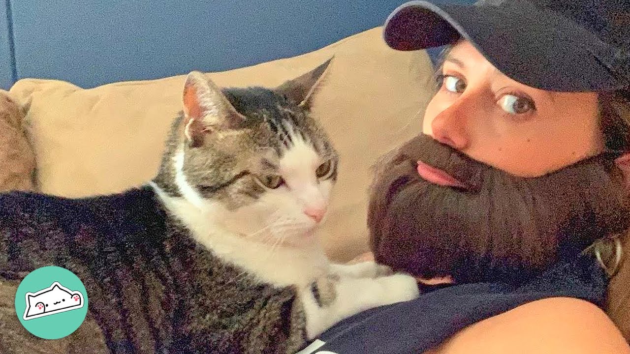 Cat Bearding Gone Wrong