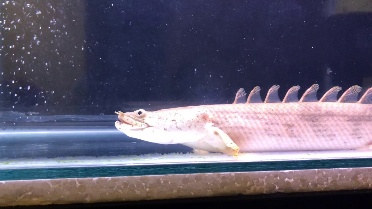 Tiger Bichir eating chicken’s heart - YouTube