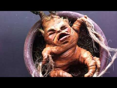 Interesting Facts(Plant that look like humans)😲😲😲 - YouTube