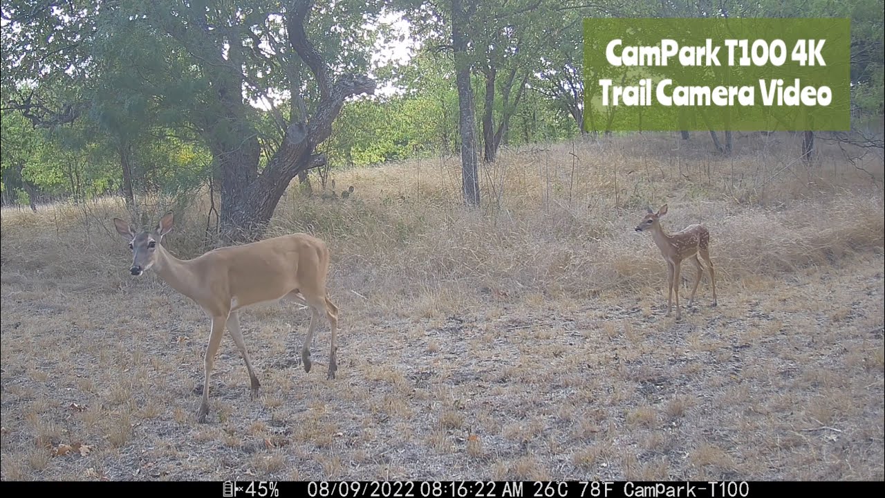 CamPark T100 4K Trail Camera: July 29 to August 10, 2022 - YouTube