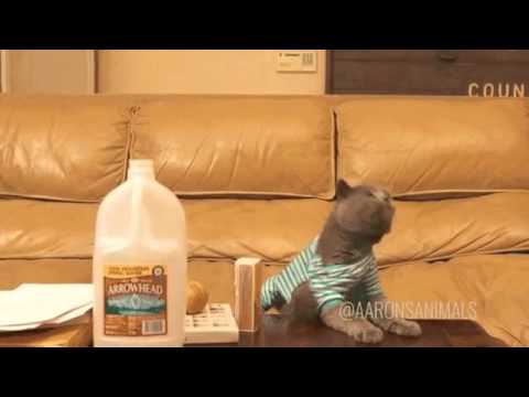 Shitposting time - YouTube