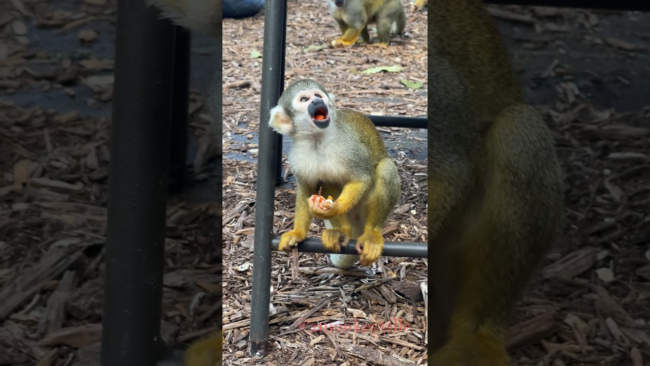 Greedy squirrel monkey stashed whatever he could get in his hands #monkey #squirrelmonkey # ...