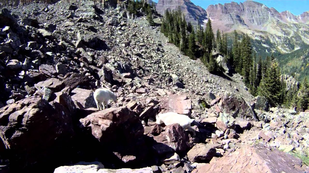 Mountain Goats on Pyramid Peak - YouTube
