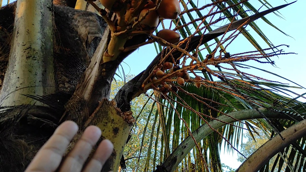 4 December 2020,Assam Ft.My Favorite Coconut Tree - YouTube