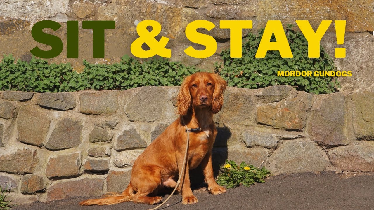 How To Teach Your Dog To Sit & Stay (& Enforce It!) - YouTube