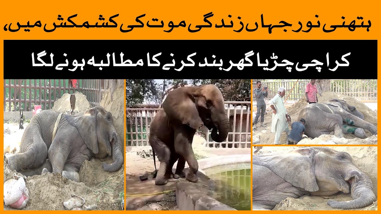 Elephant of Karachi Zoo Noor Jehan fighting for her life | Karachi ...