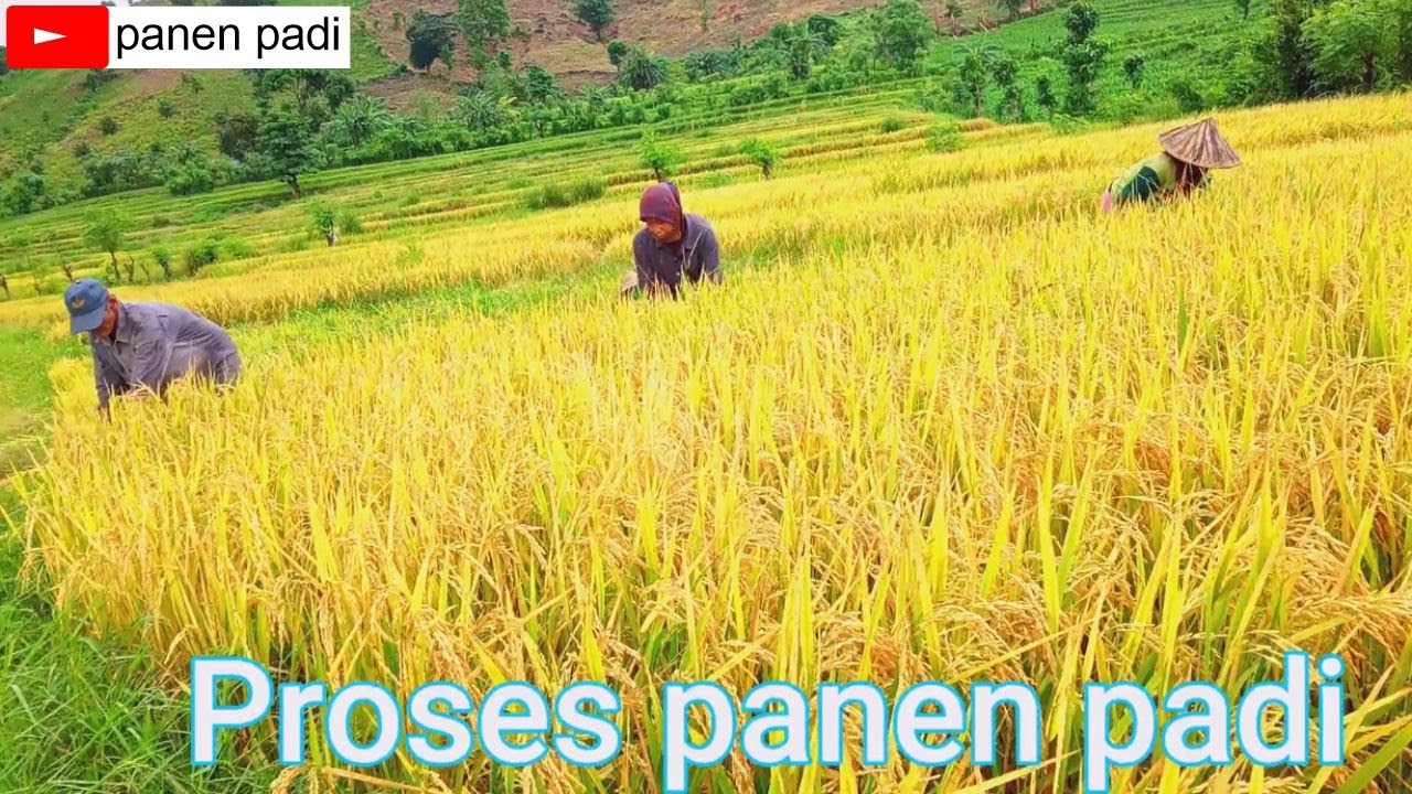 Proses Panen Padi indah suasana || Di sawah - YouTube
