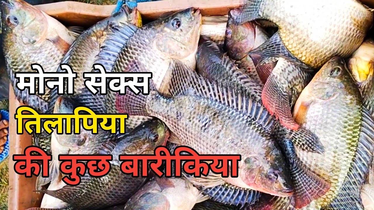 Tilapia fish farming || tilapia machhli palan - YouTube
