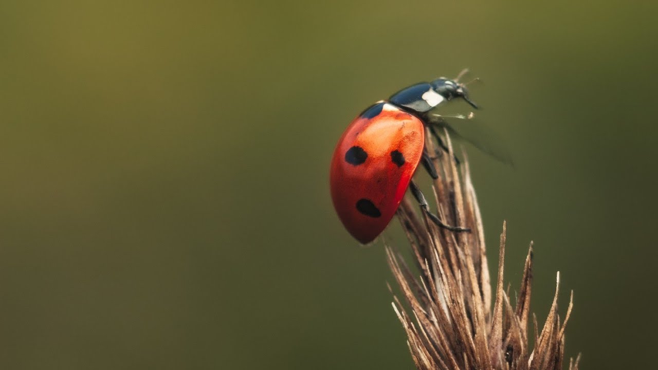9 Surprising Facts About Ladybugs - YouTube