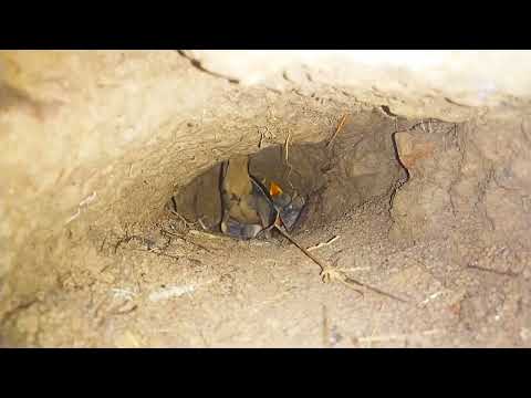 The maina bird built a nest to escape the heat