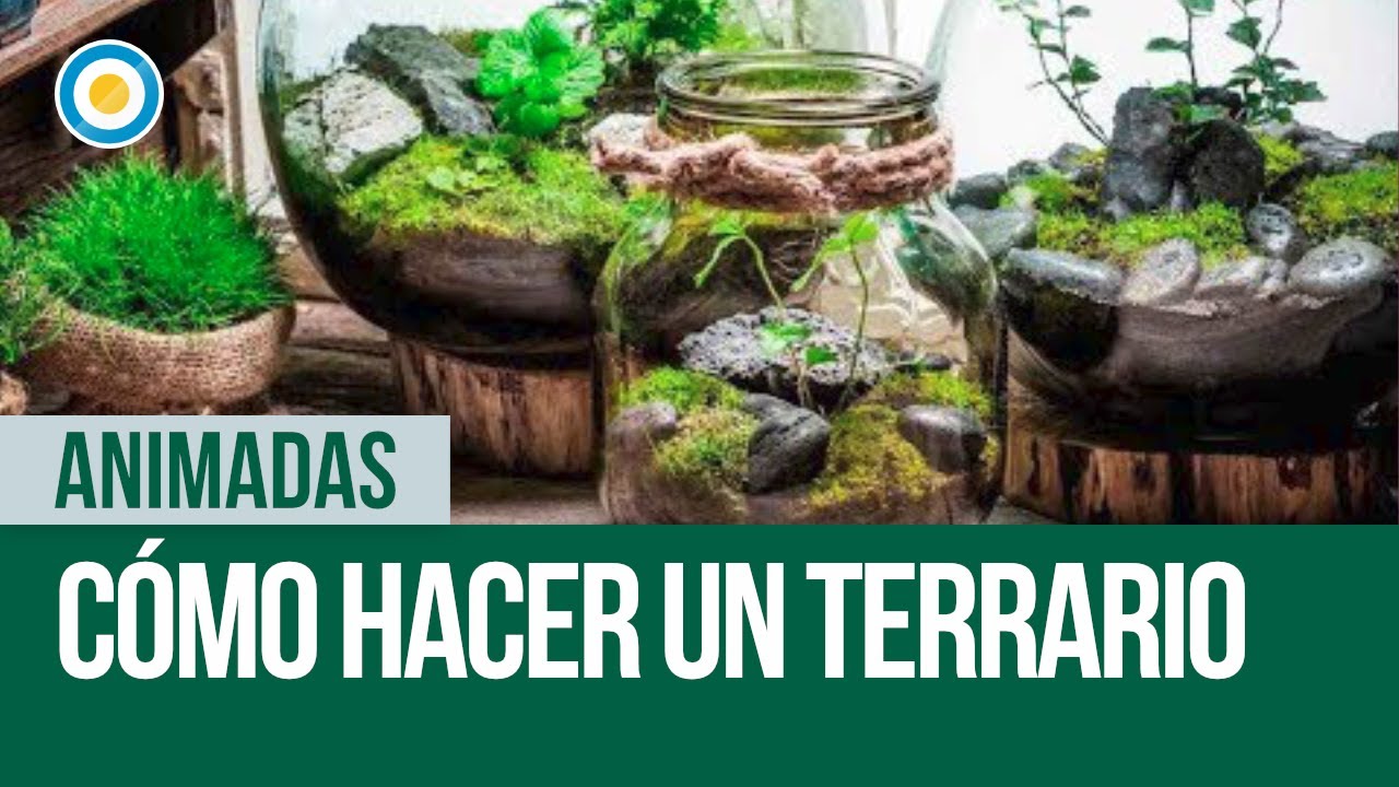 Cómo Hacer Un Terrario En Animadas 1 De 3 Youtube