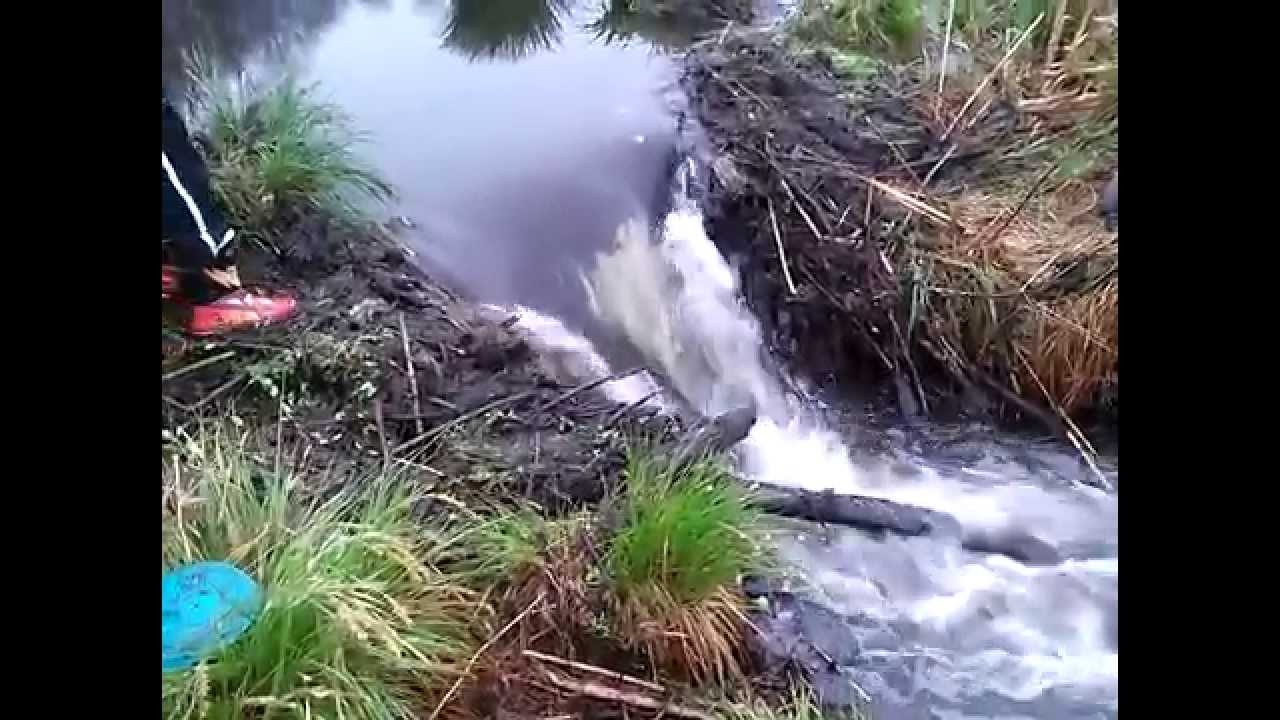 Beaver Dam Destruction 4 - YouTube