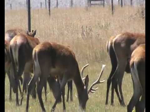 Red Deer Farm - YouTube