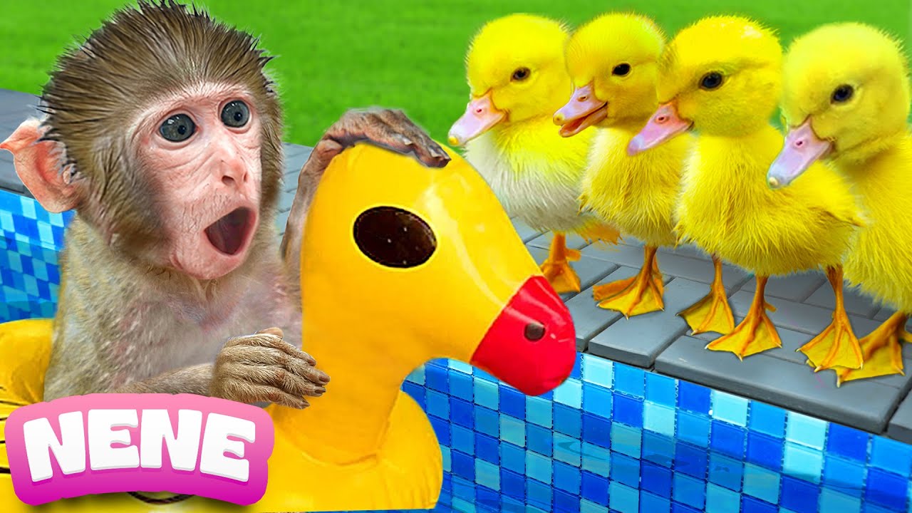 Baby Monkey NeNe Swims With Duck And Eats Delicious Watermelon In The ...