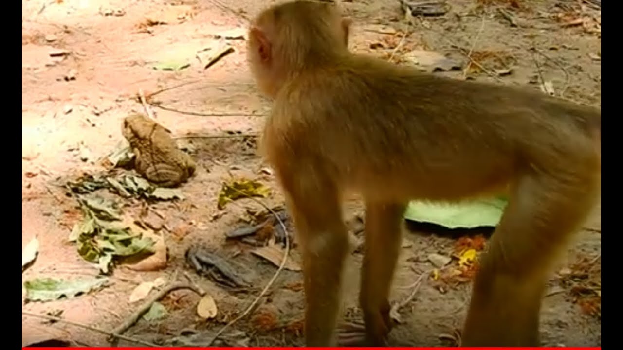 Funny monkey playing with frogs 😅 - YouTube