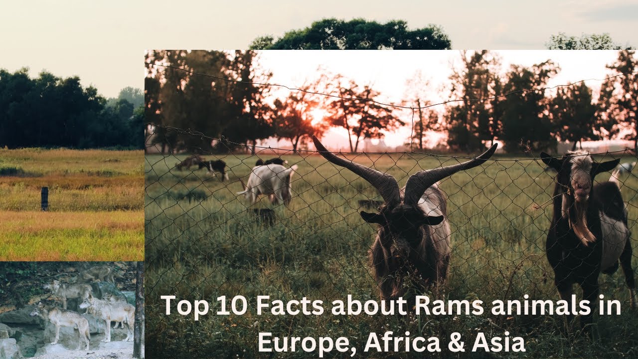 Top 10 Facts about Rams in Europe, Africa & Asia. Wondering creatures ...